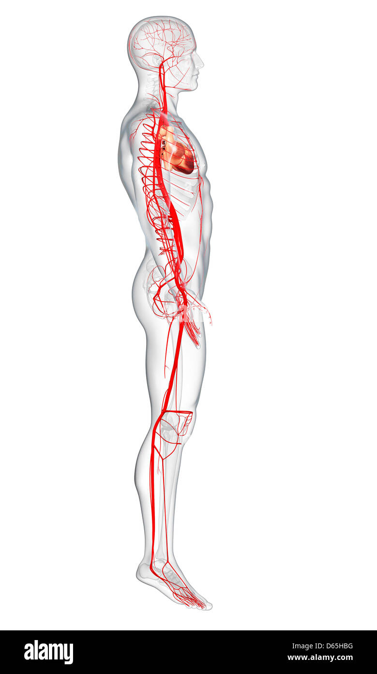 Human arteries, artwork Stock Photo - Alamy