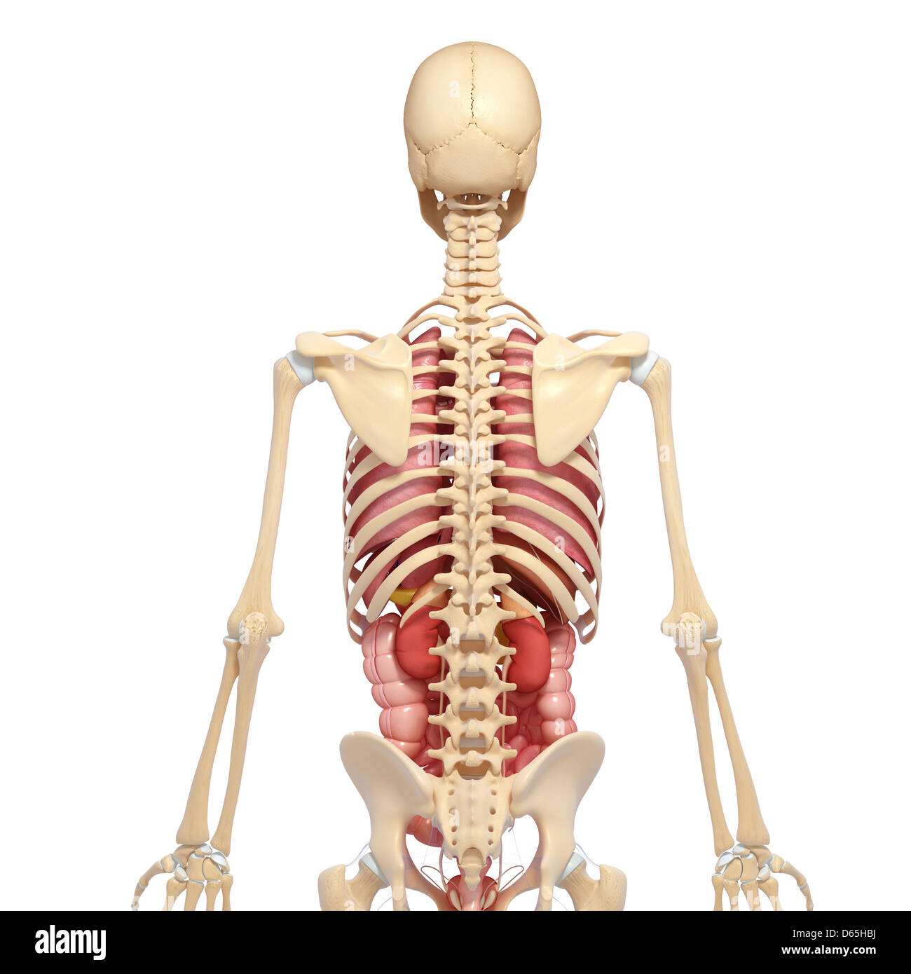 Human anatomy, artwork Stock Photo - Alamy