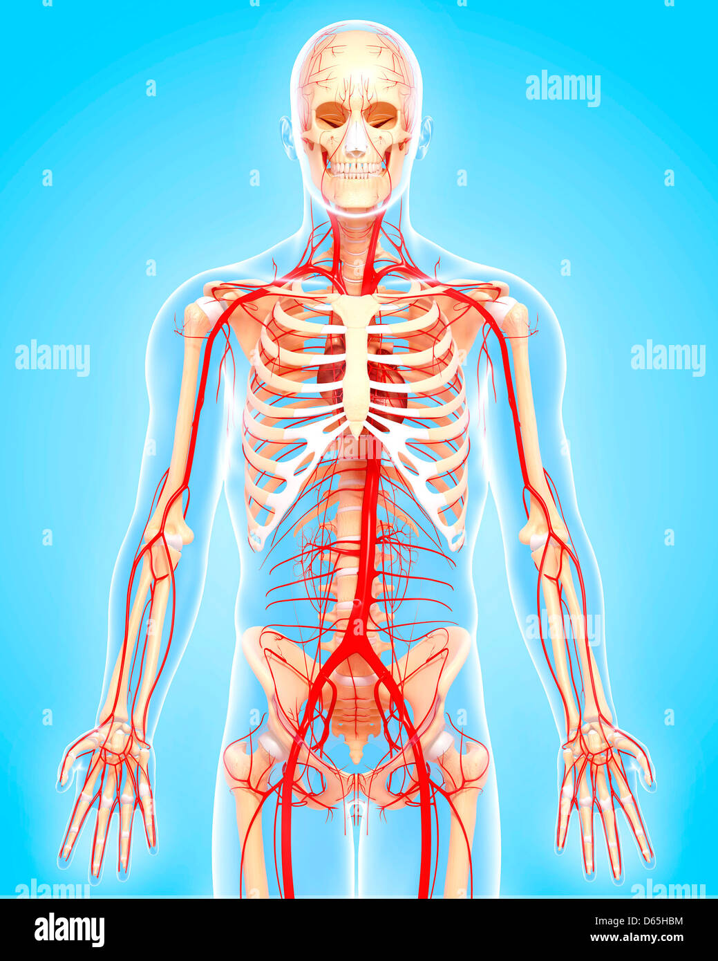 Human arteries, artwork Stock Photo - Alamy