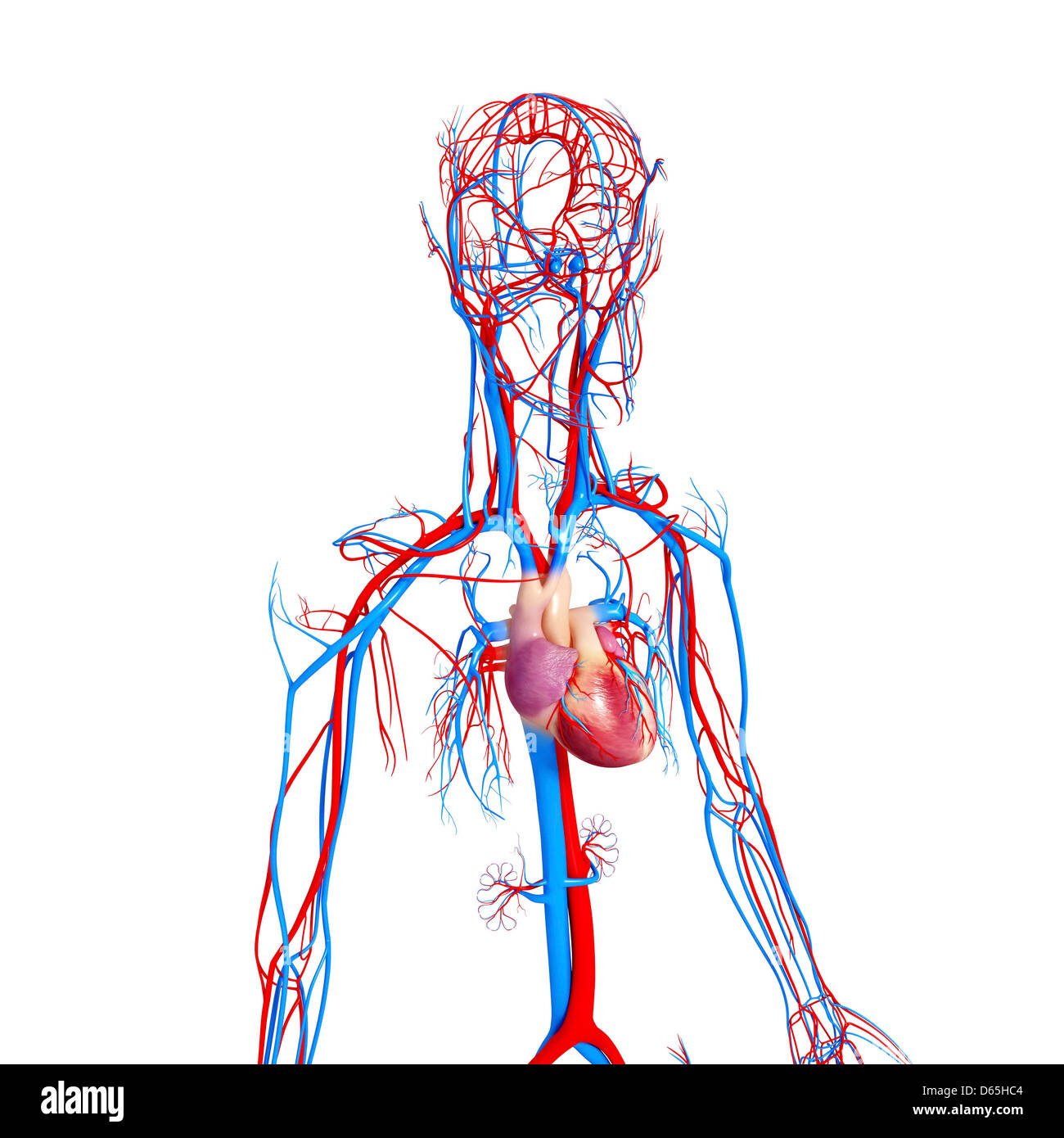 Cardiovascular system, artwork Stock Photo - Alamy