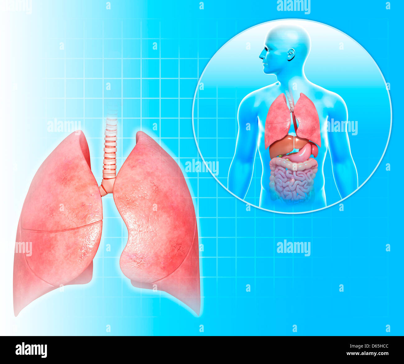 Healthy lungs, artwork Stock Photo - Alamy