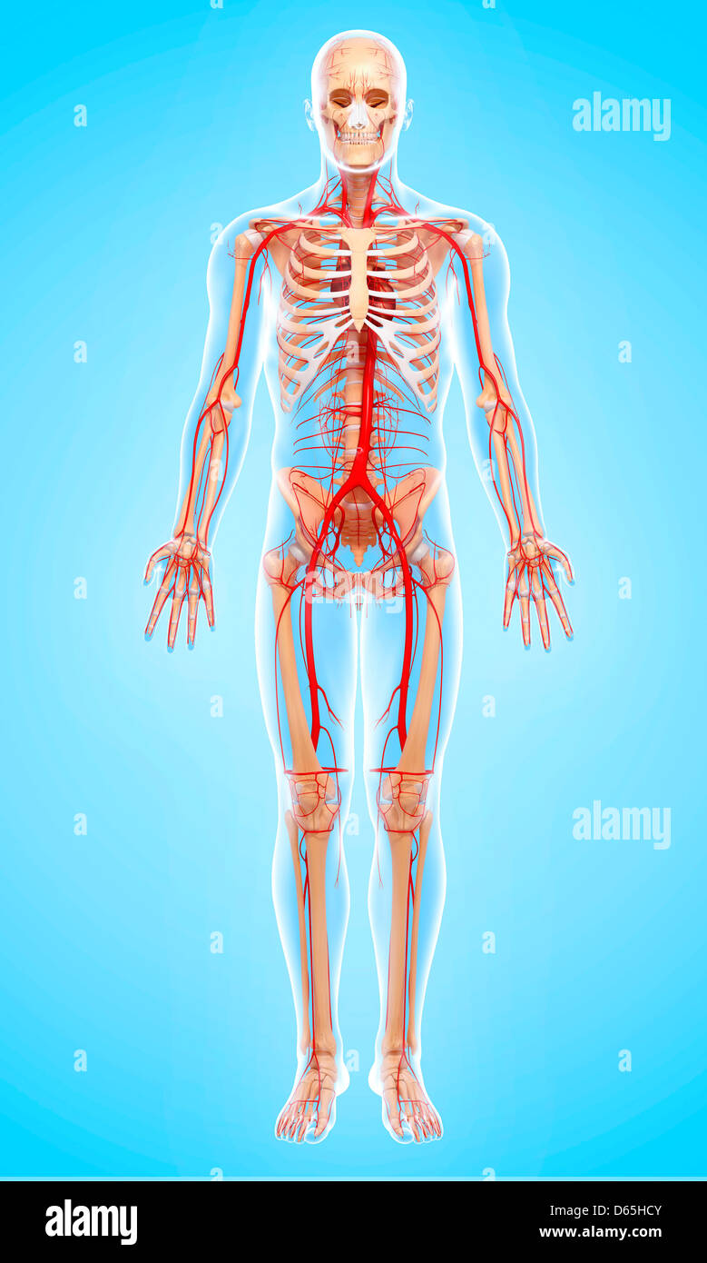 Normal femoral arteries hi-res stock photography and images - Alamy
