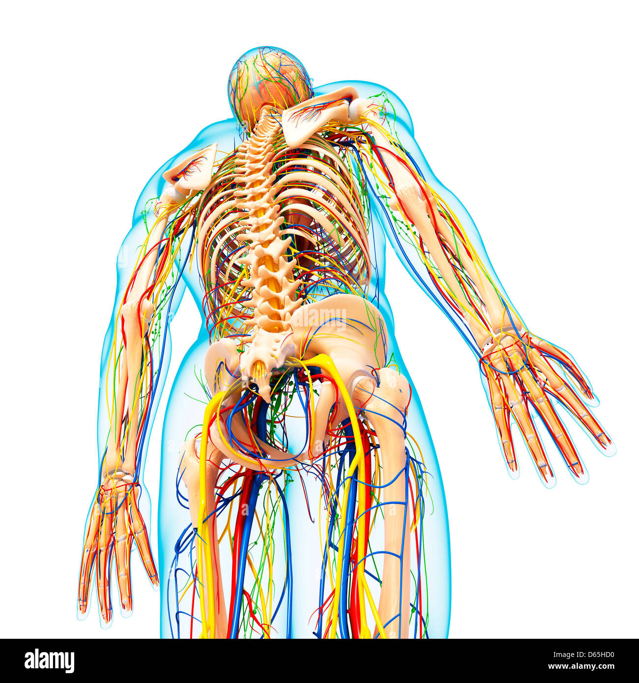 Rear view male pelvis sacrum hi-res stock photography and images - Alamy