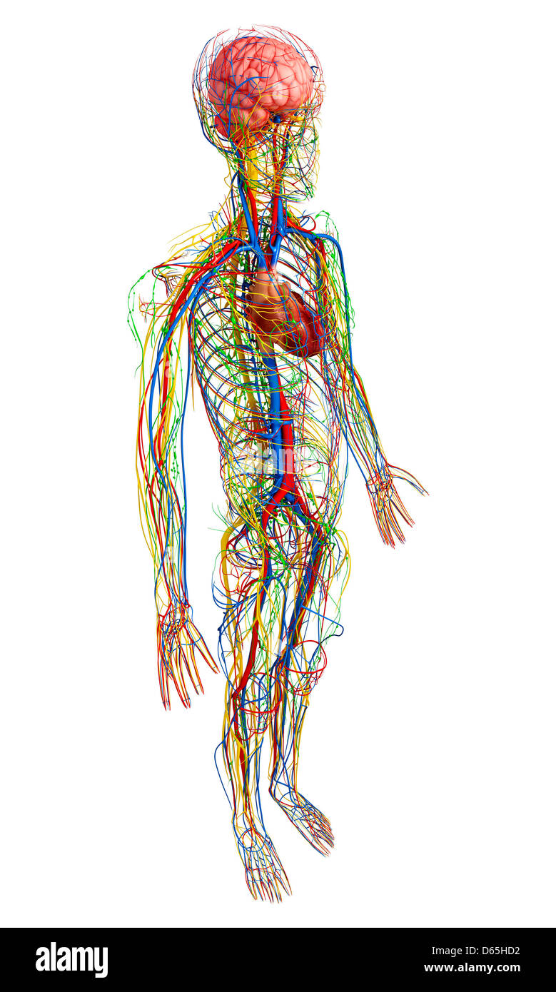 Male anatomy, artwork Stock Photo - Alamy