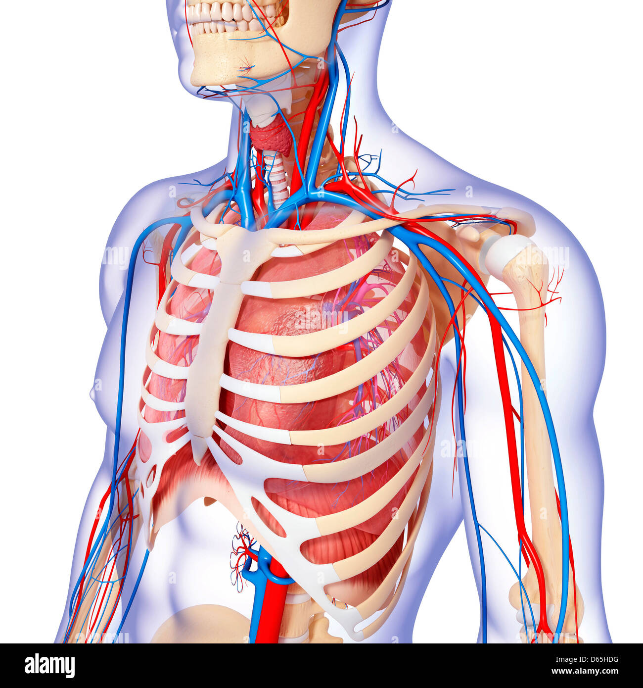Chest anatomy, artwork Stock Photo - Alamy