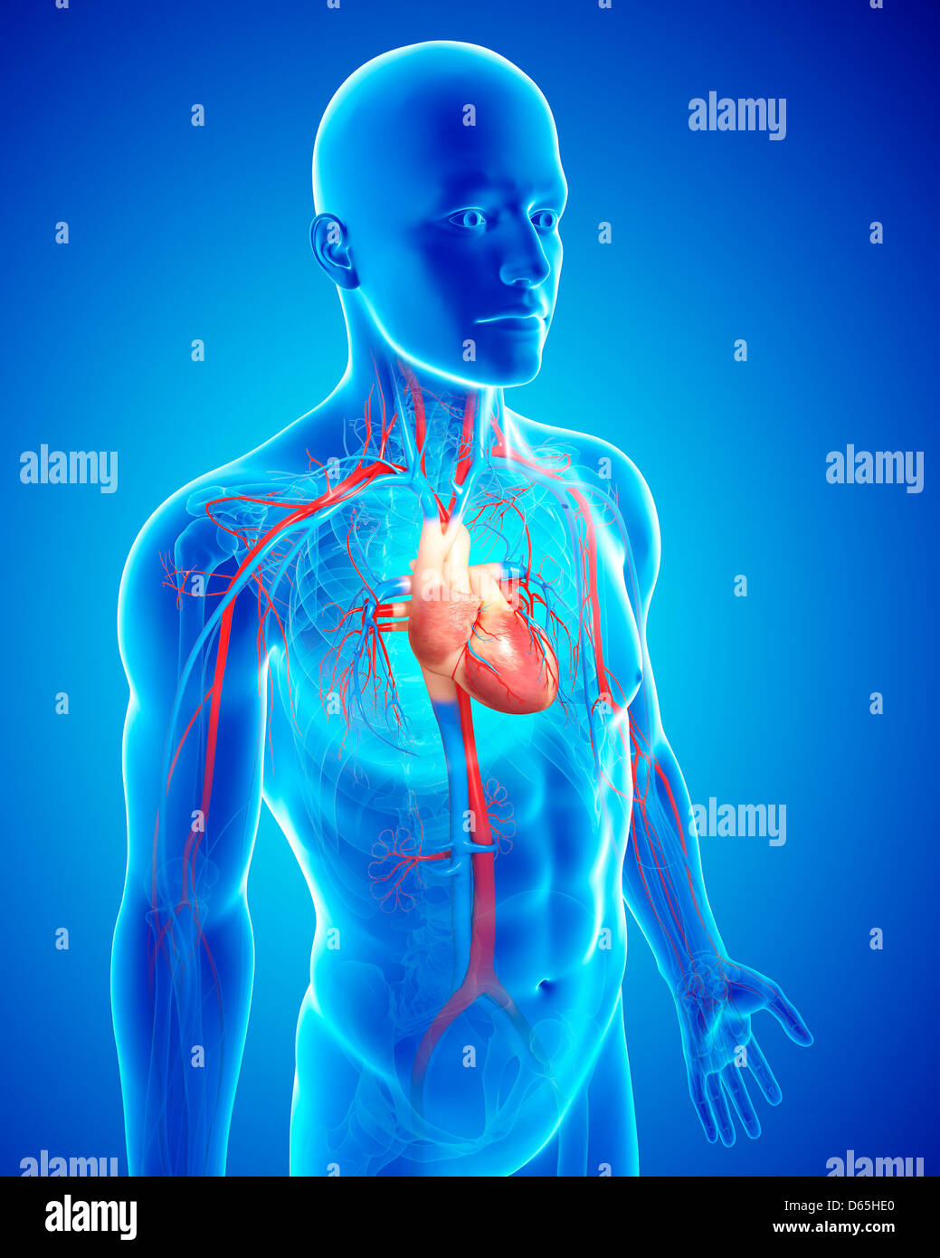 Cardiovascular system, artwork Stock Photo - Alamy