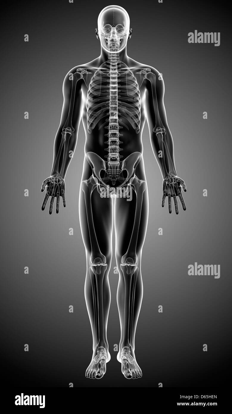 Human skeleton Black and White Stock Photos & Images - Alamy