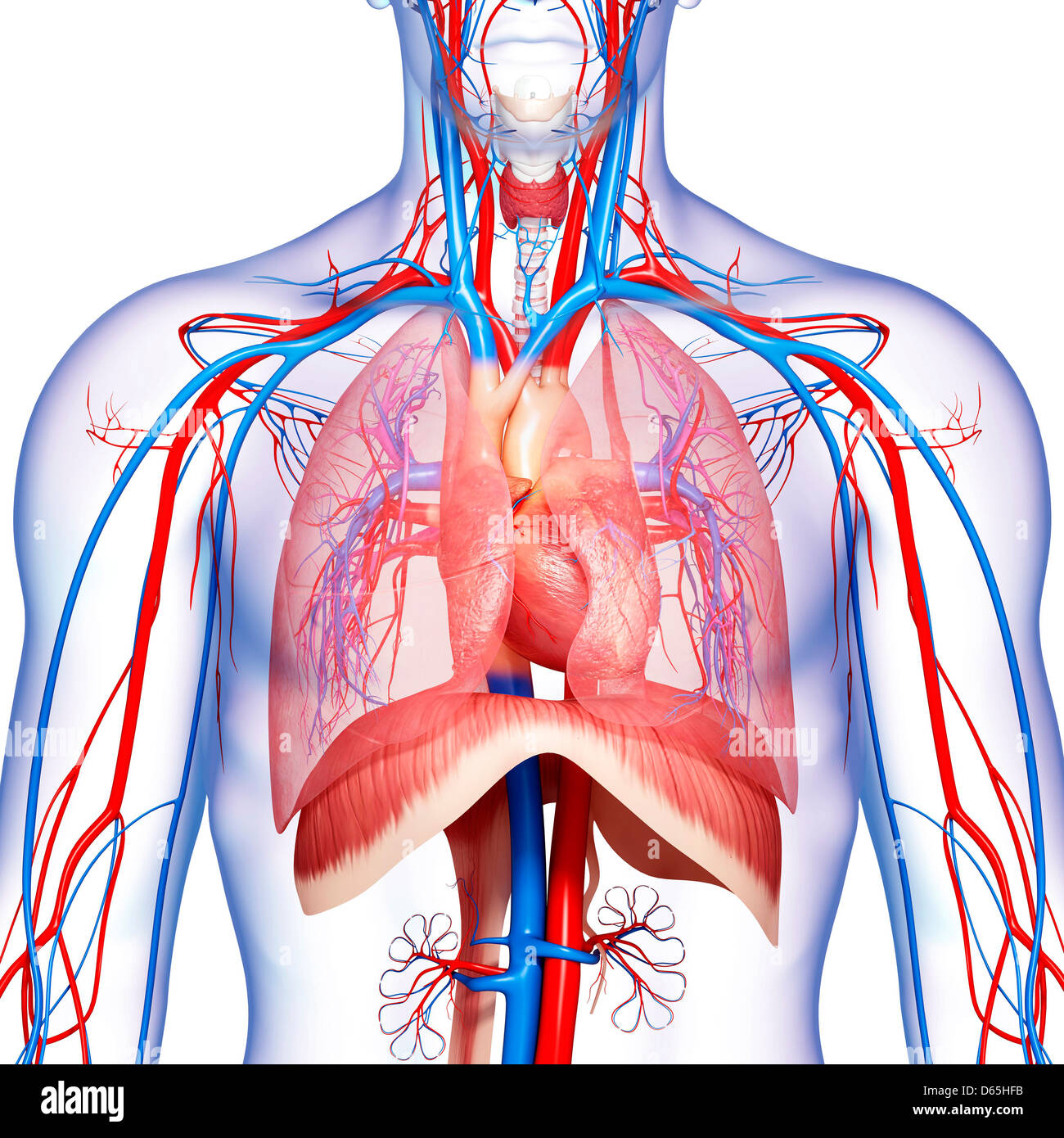 Chest anatomy, artwork Stock Photo - Alamy