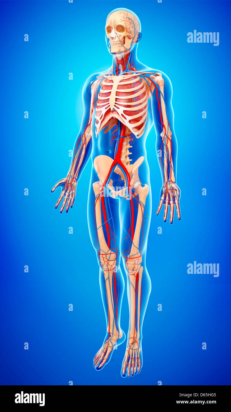 Man human skull three quarter view hi-res stock photography and images ...