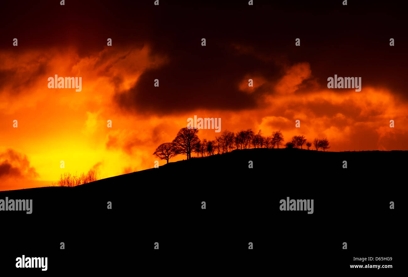 Trees in silhouette hi-res stock photography and images - Alamy