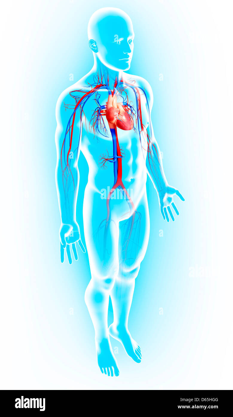 Cardiovascular system, artwork Stock Photo - Alamy