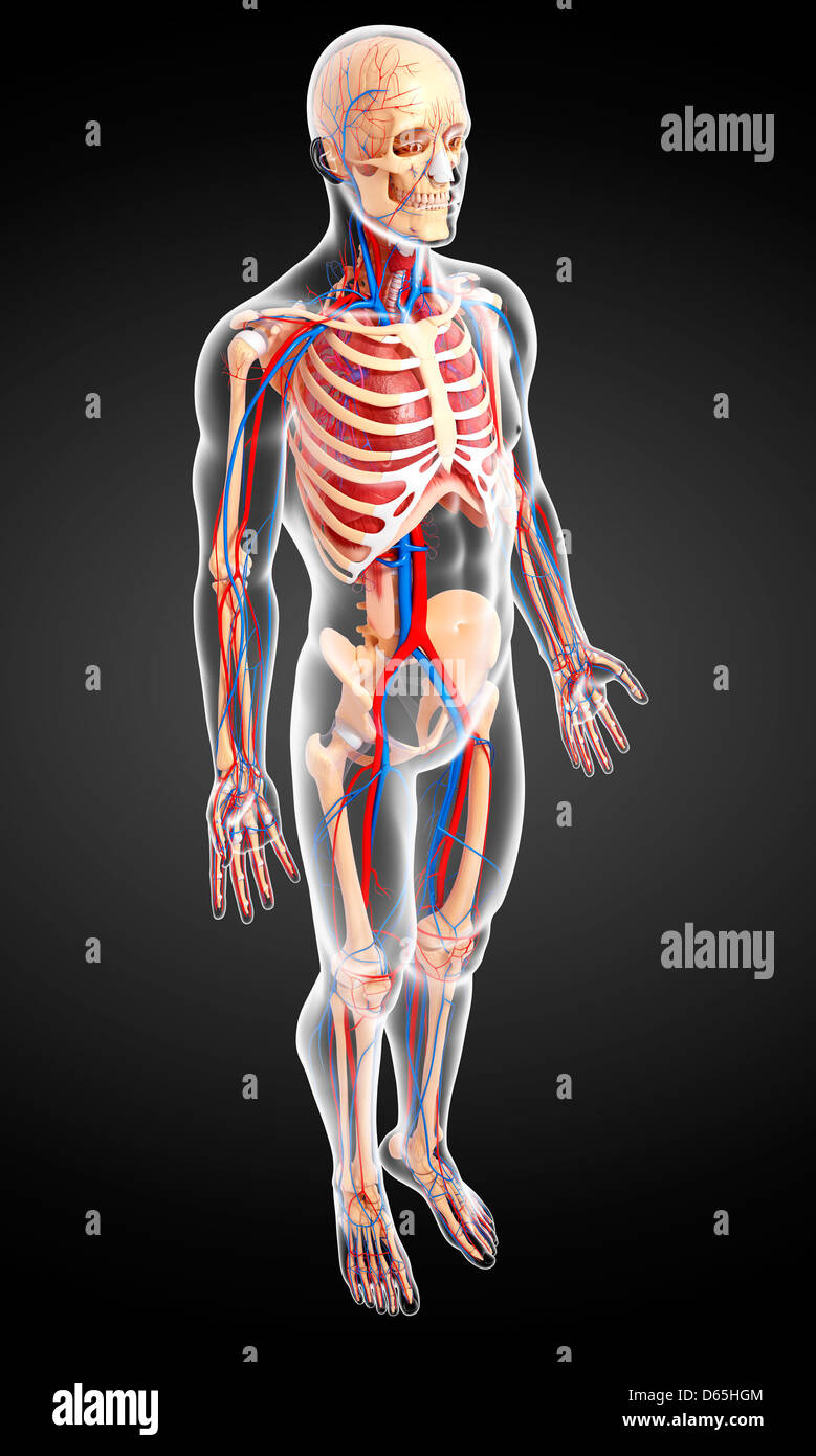 Man human skull three quarter view hi-res stock photography and images ...
