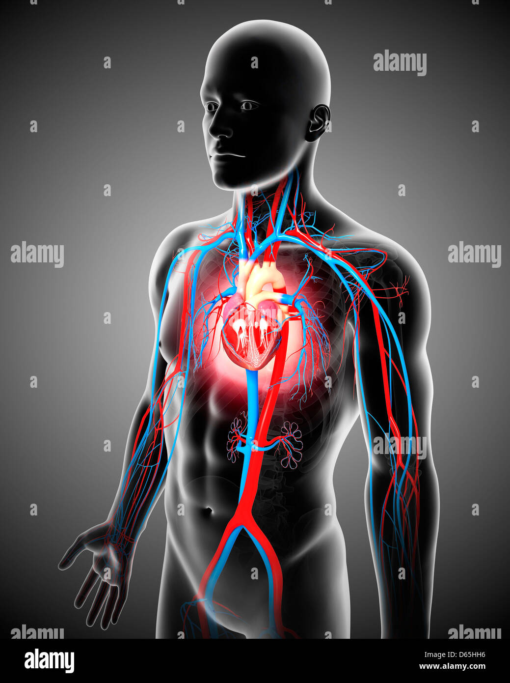Cardiovascular system, artwork Stock Photo - Alamy
