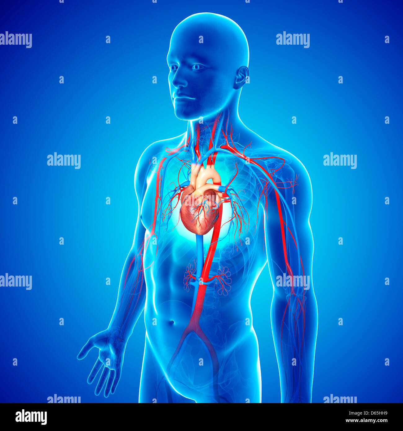 Cardiovascular system, artwork Stock Photo - Alamy