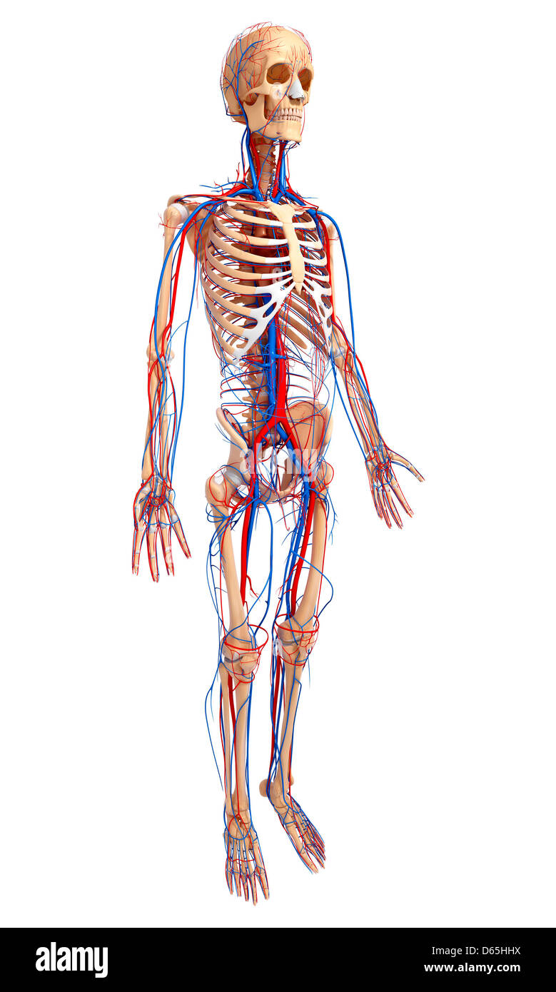Human anatomy, artwork Stock Photo - Alamy