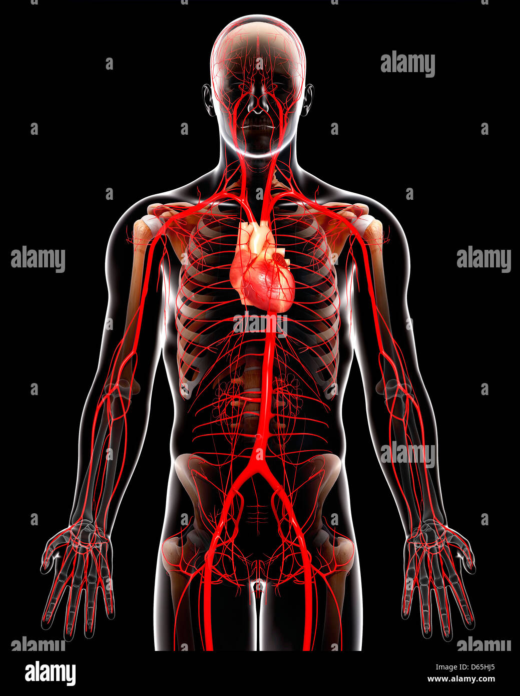 Human arteries, artwork Stock Photo - Alamy