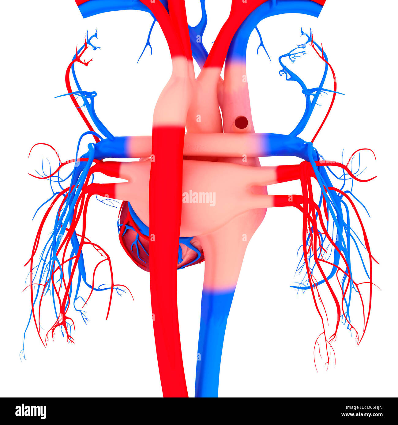 Human heart rear view hi-res stock photography and images - Alamy
