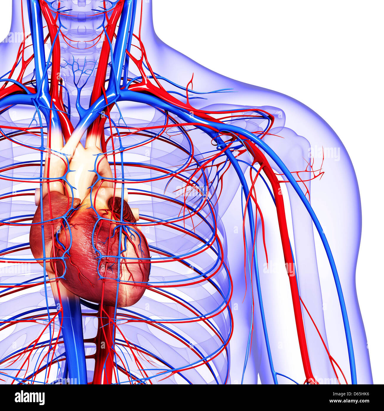 Cardiovascular system, artwork Stock Photo - Alamy