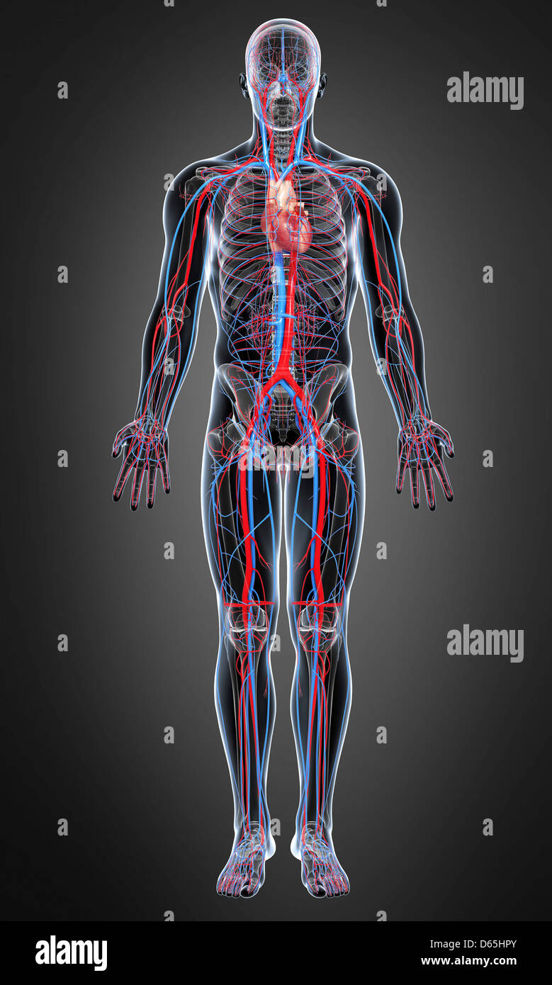 Cardiovascular system, artwork Stock Photo - Alamy