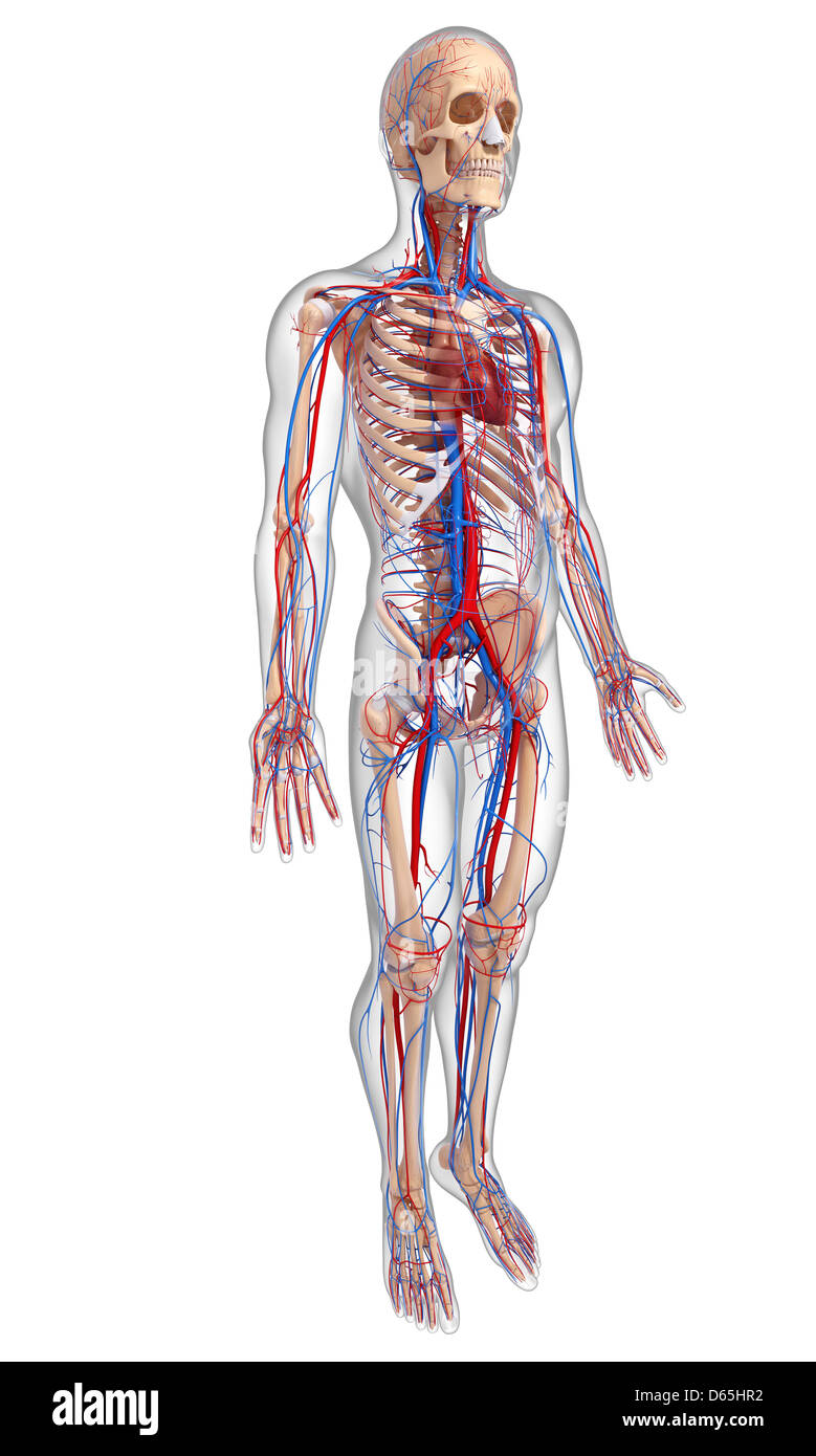 Human skull three quarter view Cut Out Stock Images & Pictures - Alamy