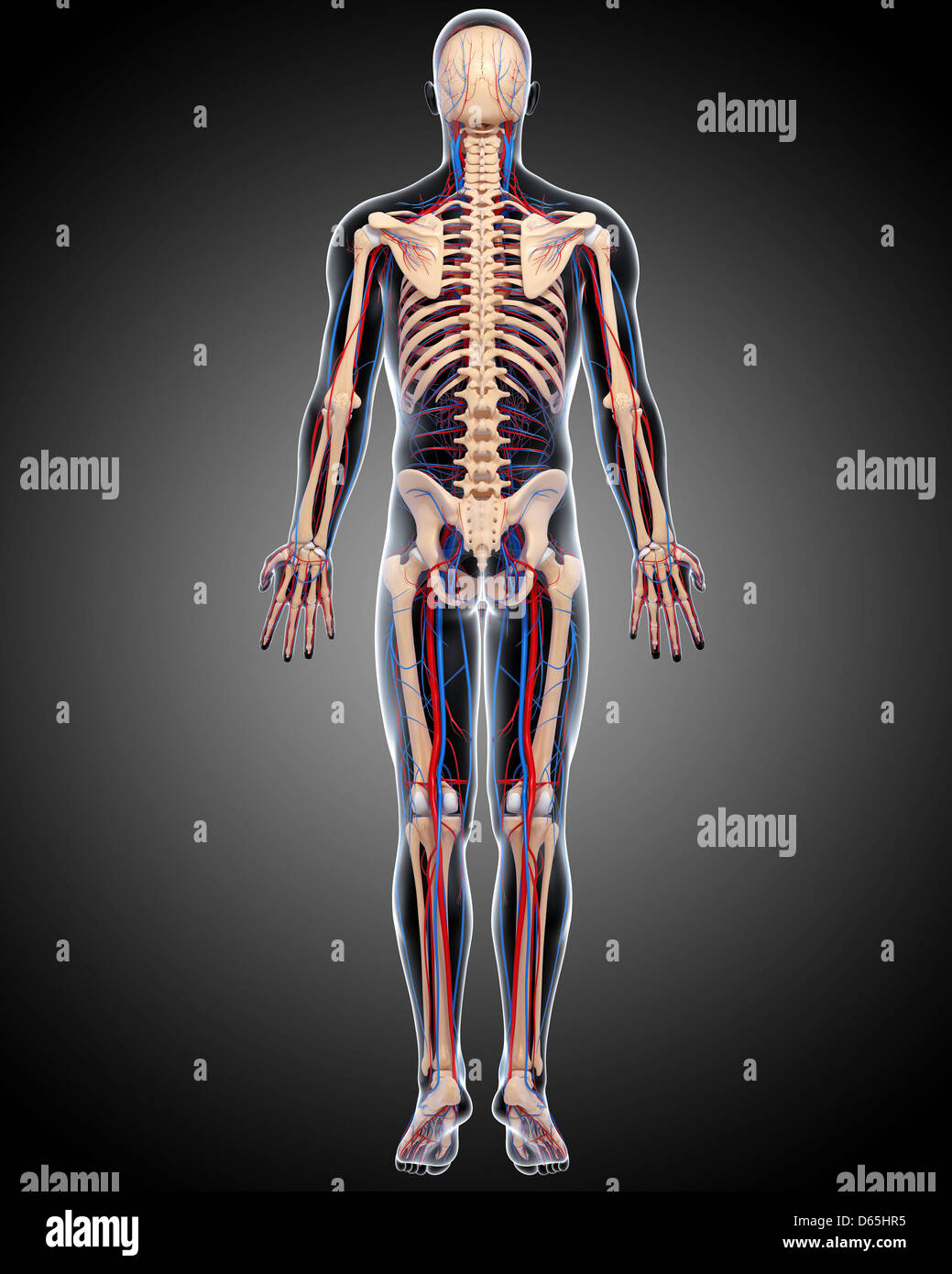 Human anatomy, artwork Stock Photo - Alamy