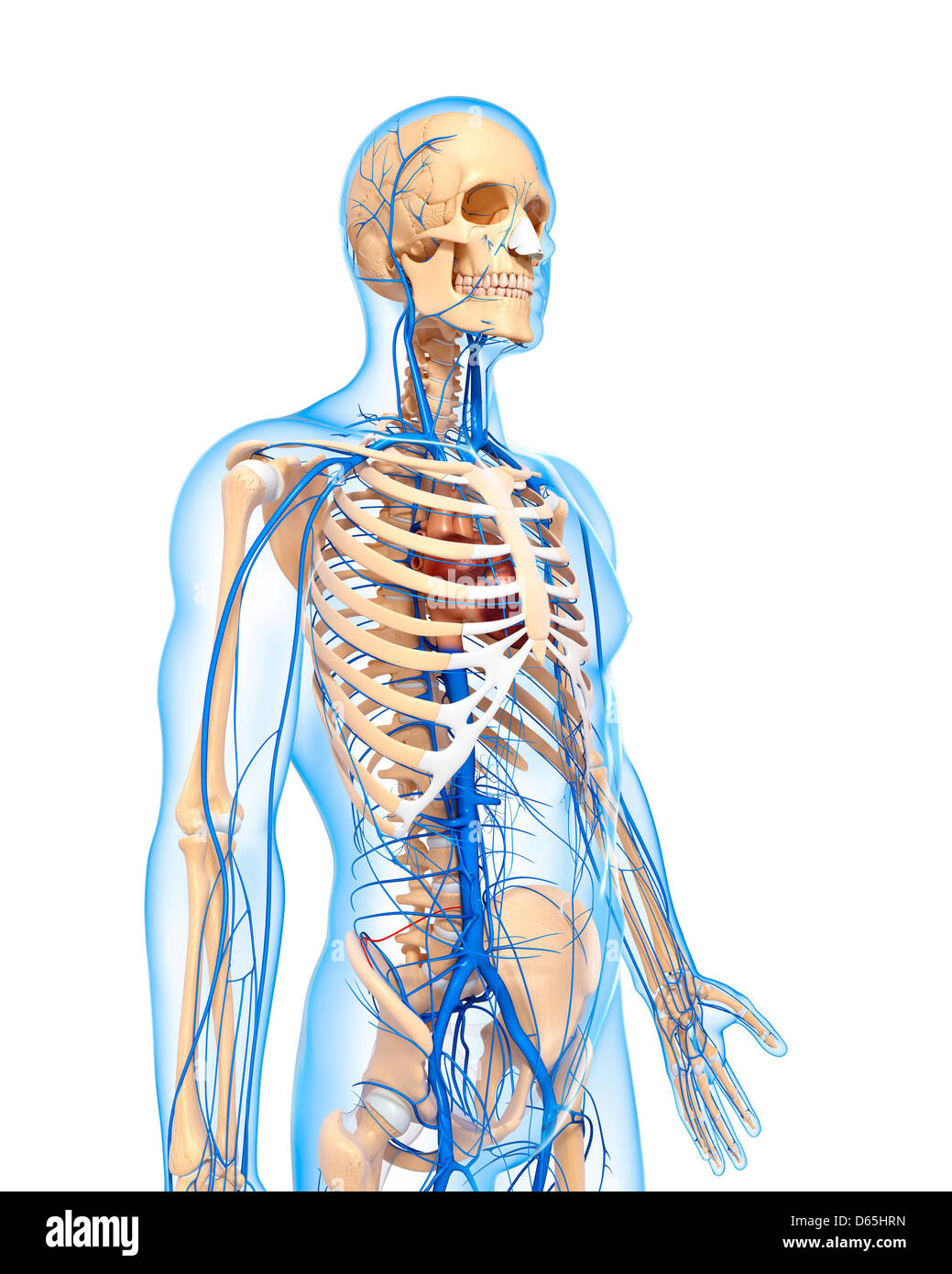 Human veins, artwork Stock Photo - Alamy