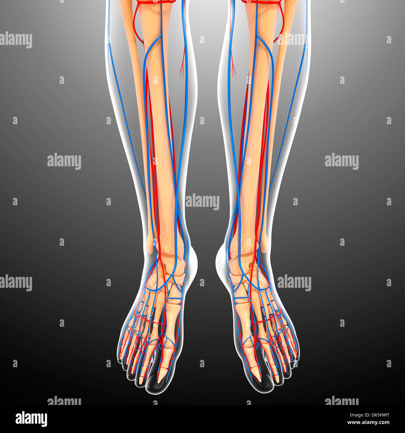Lower body anatomy, artwork Stock Photo - Alamy