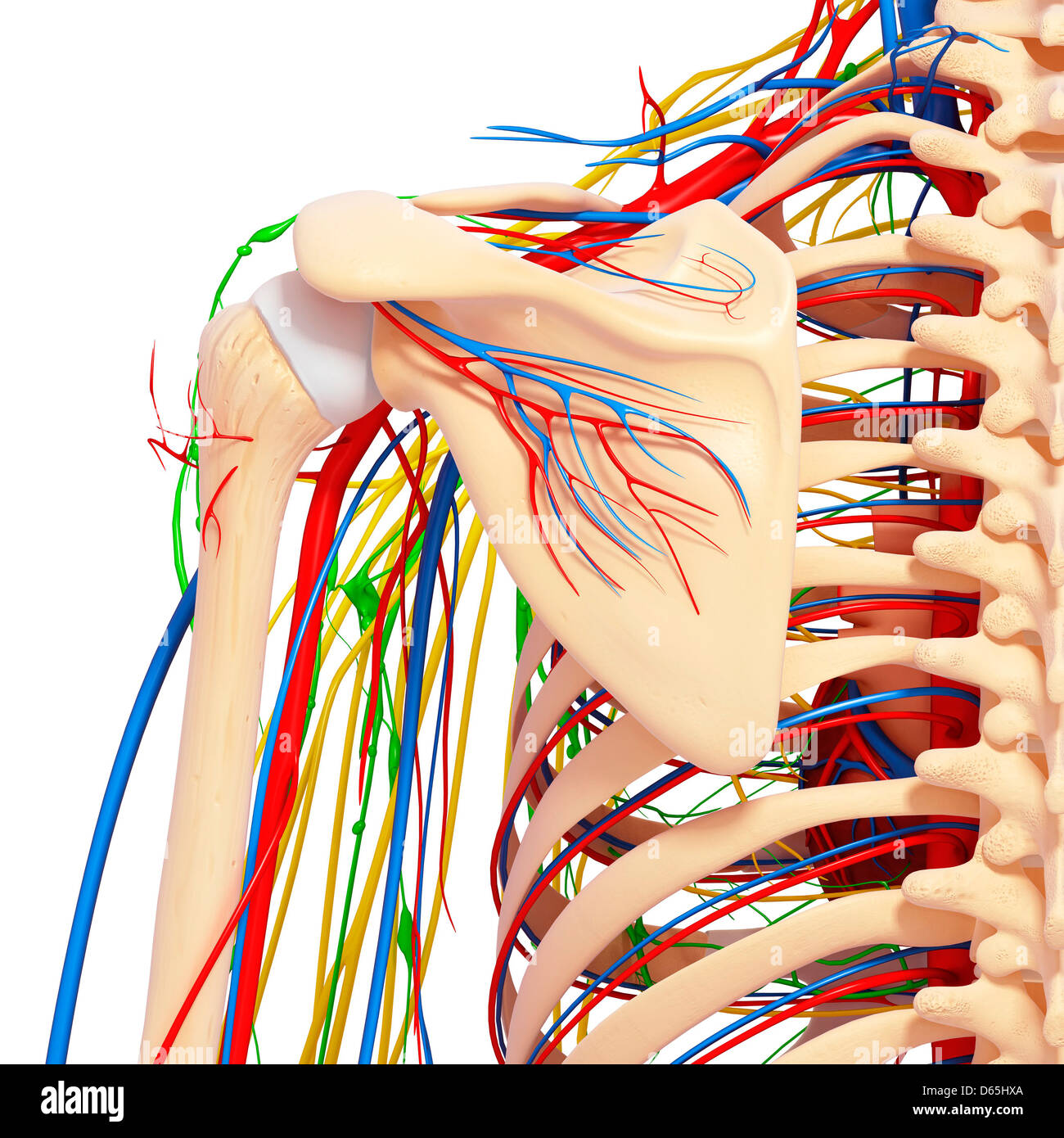 Shoulder anatomy, artwork Stock Photo - Alamy