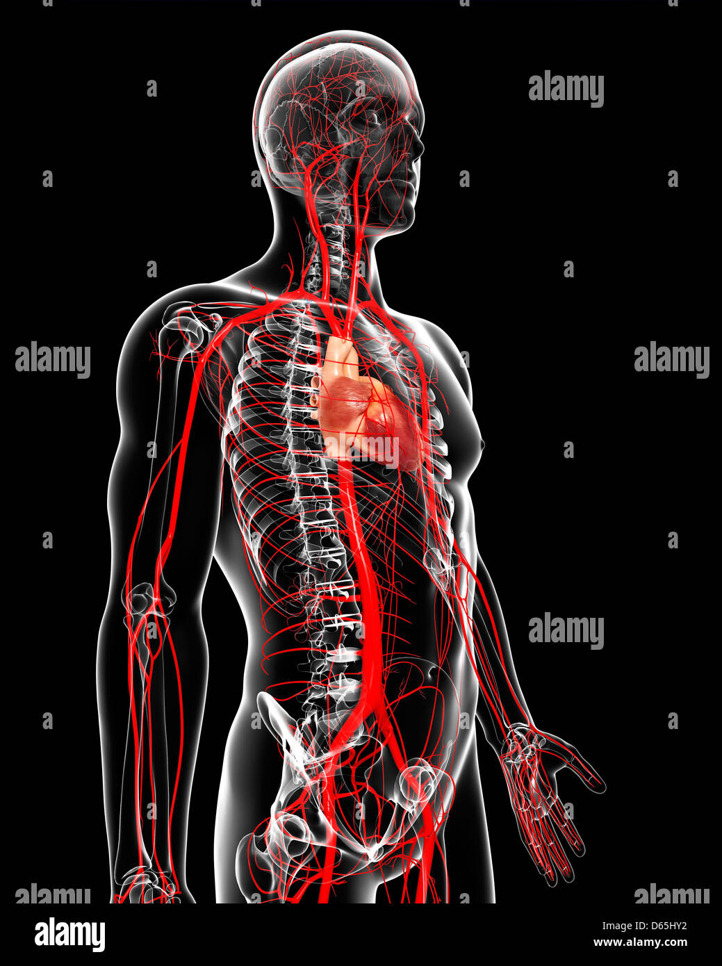 Human Arteries Model