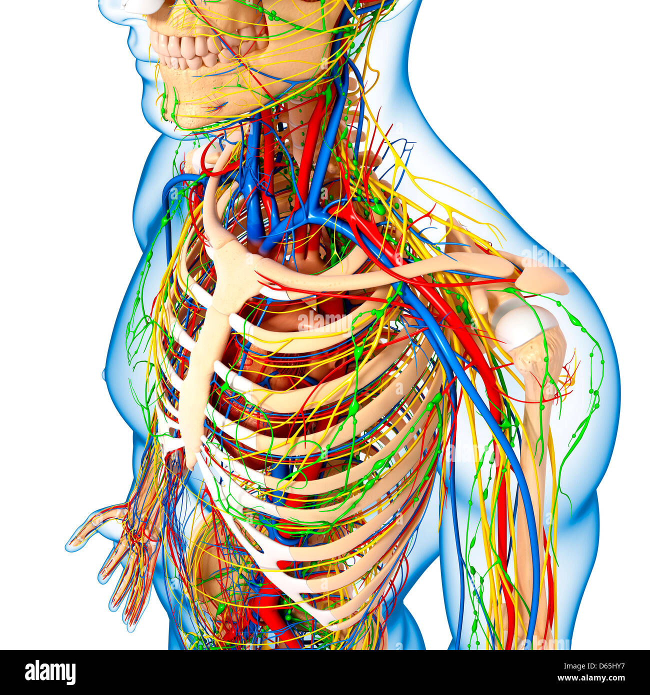 Upper body anatomy, artwork Stock Photo - Alamy