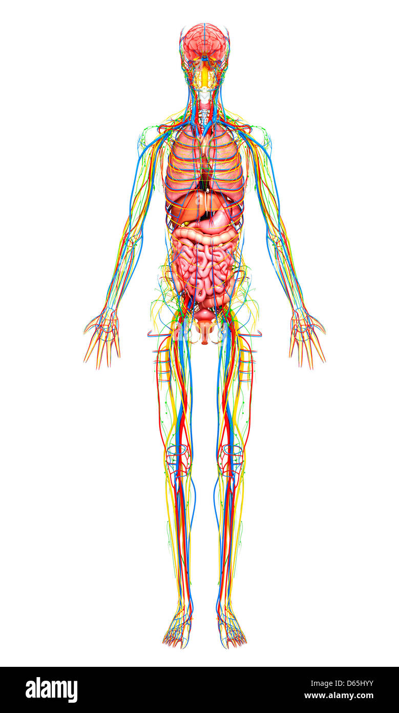 Human body anatomy hi-res stock photography and images - Alamy