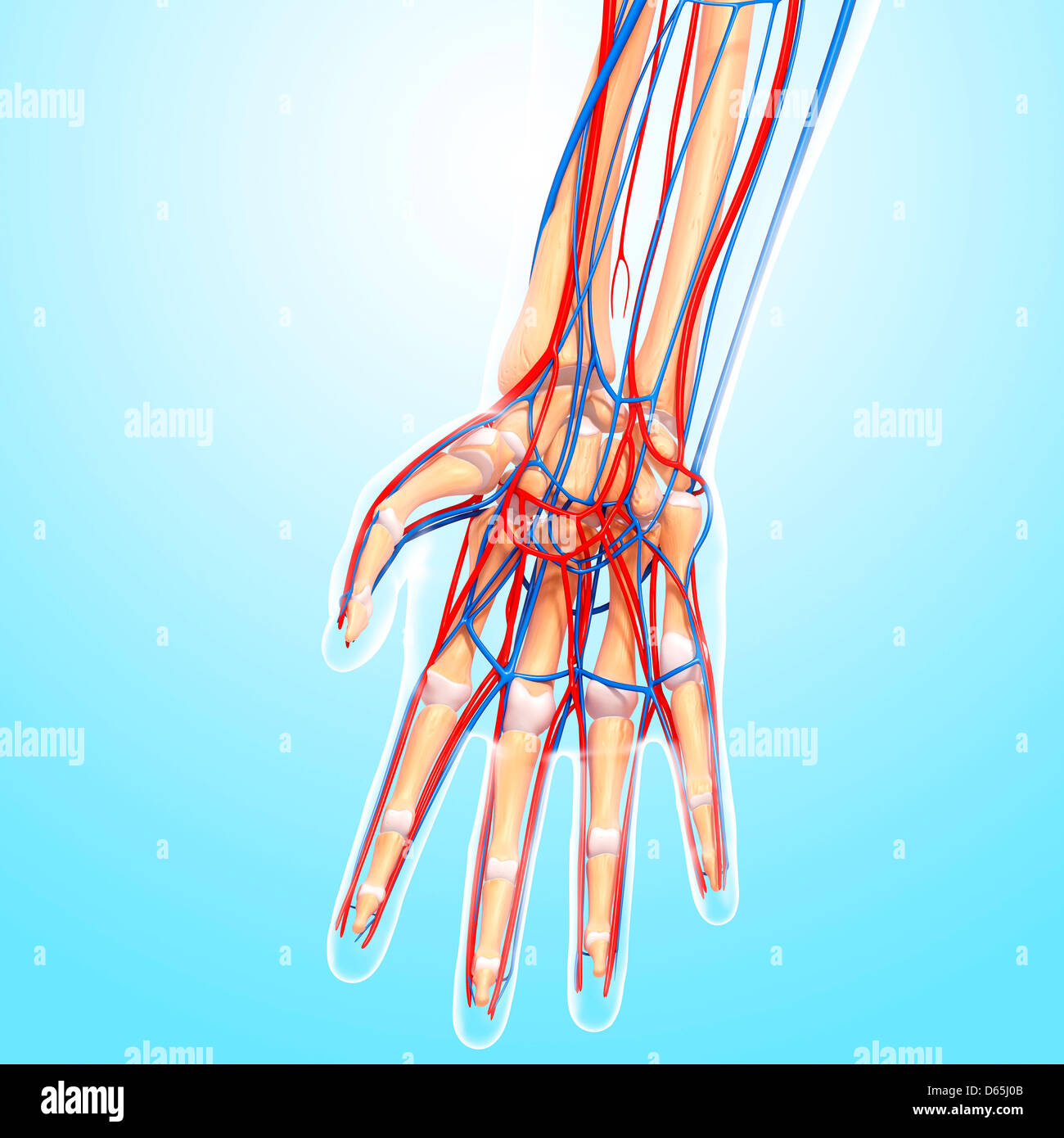 Hand anatomy, artwork Stock Photo - Alamy