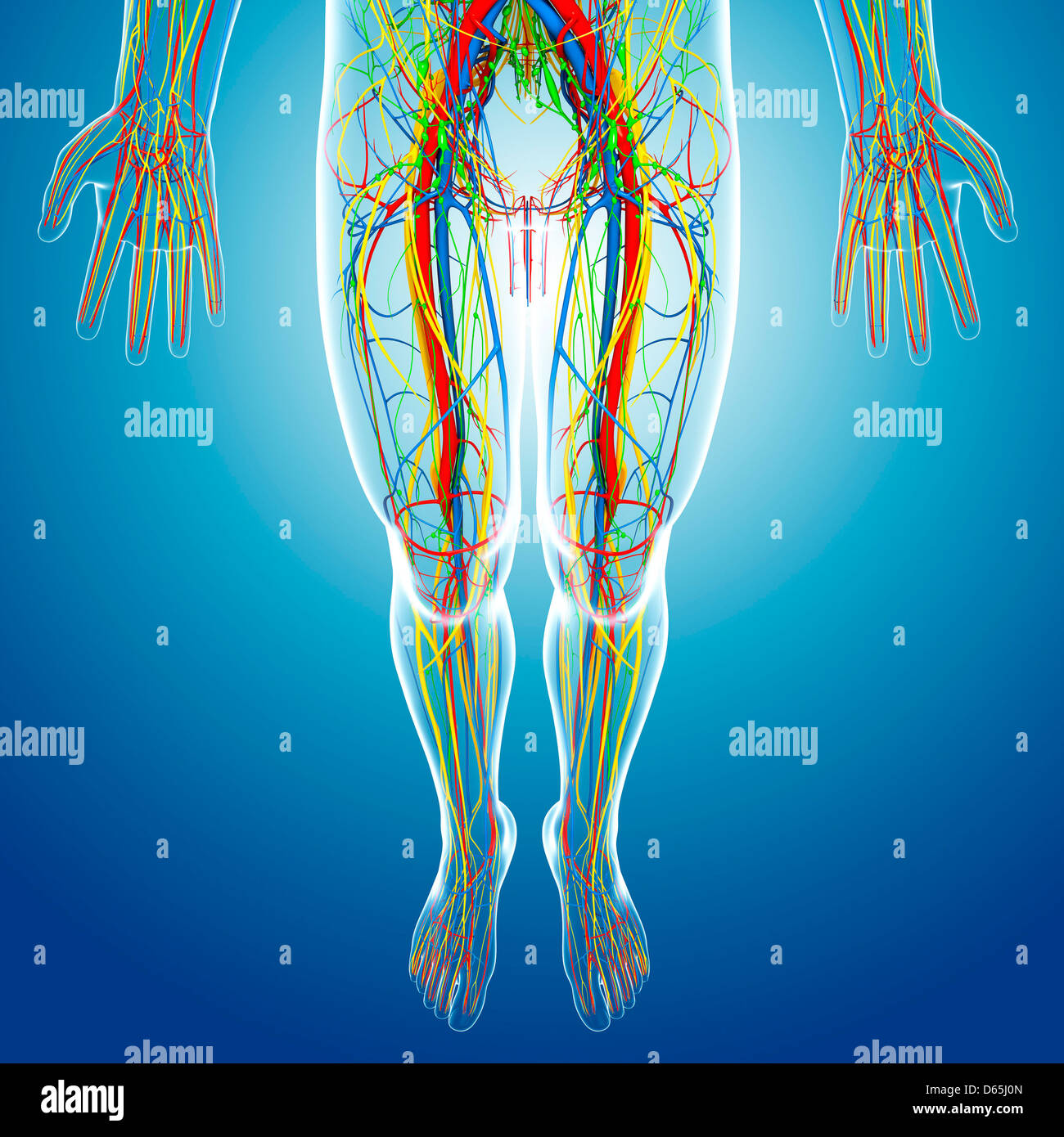 Lower body anatomy, artwork Stock Photo - Alamy