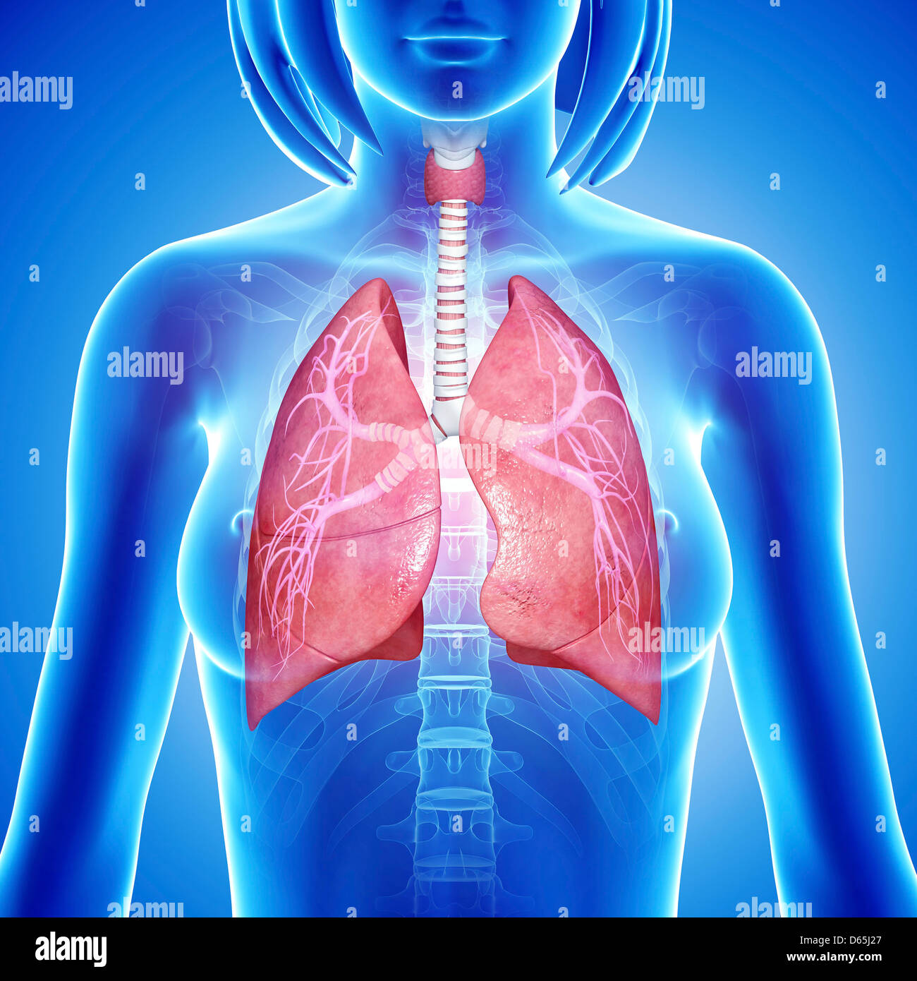 Human Lungs And Bronchial Tree High Resolution Stock Photography and ...