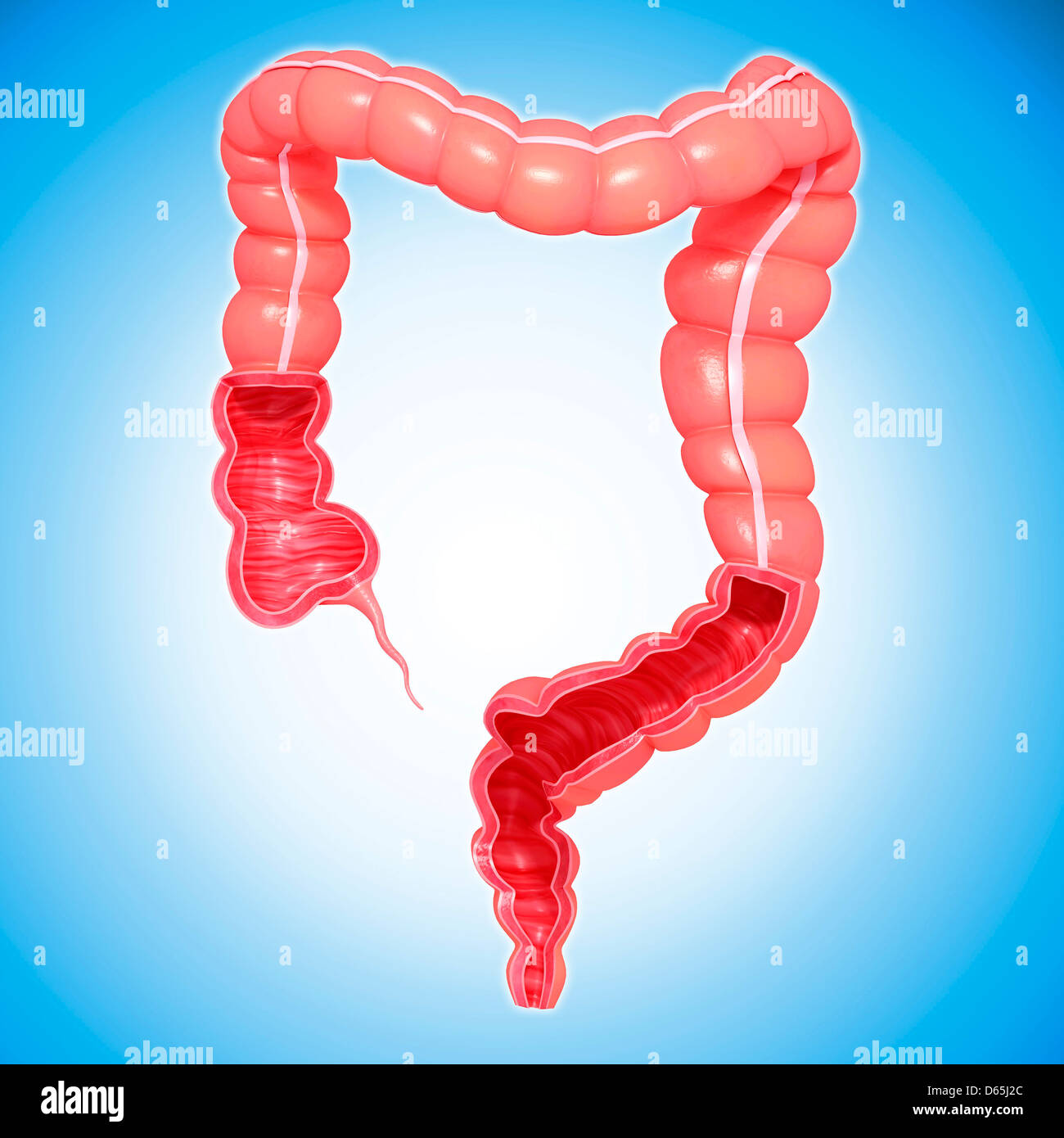 Healthy large intestines, artwork Stock Photo - Alamy