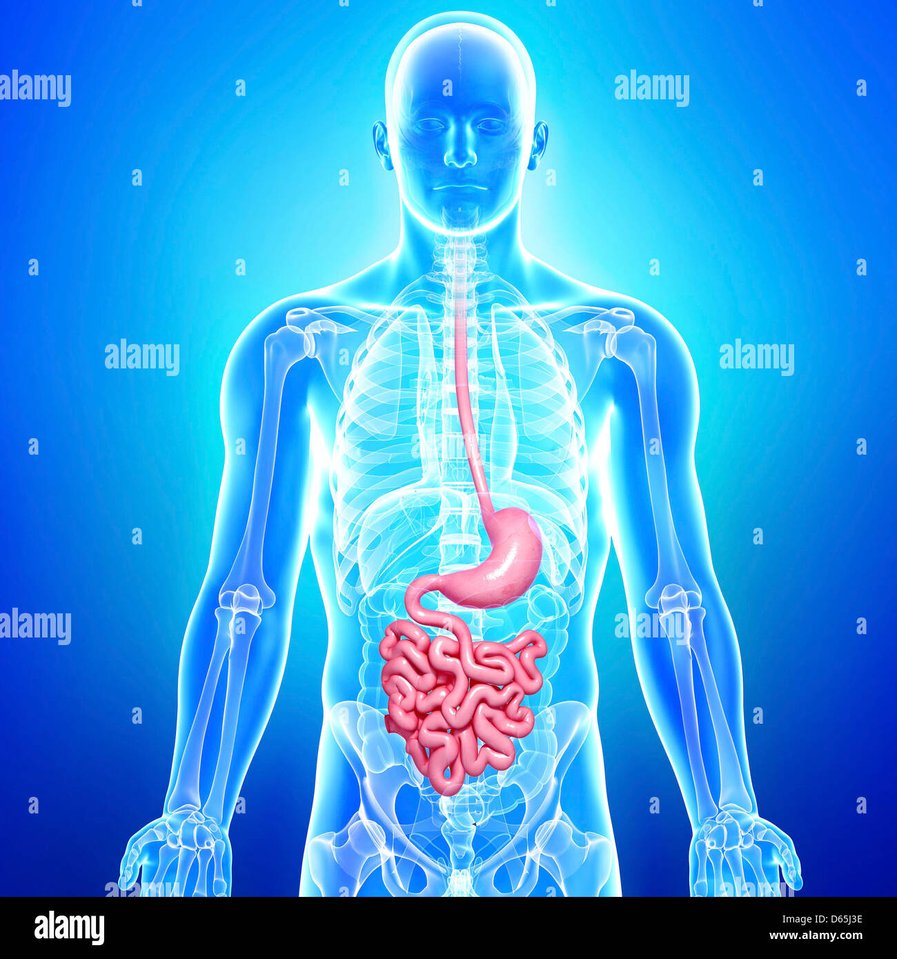 Male digestive system, artwork Stock Photo - Alamy