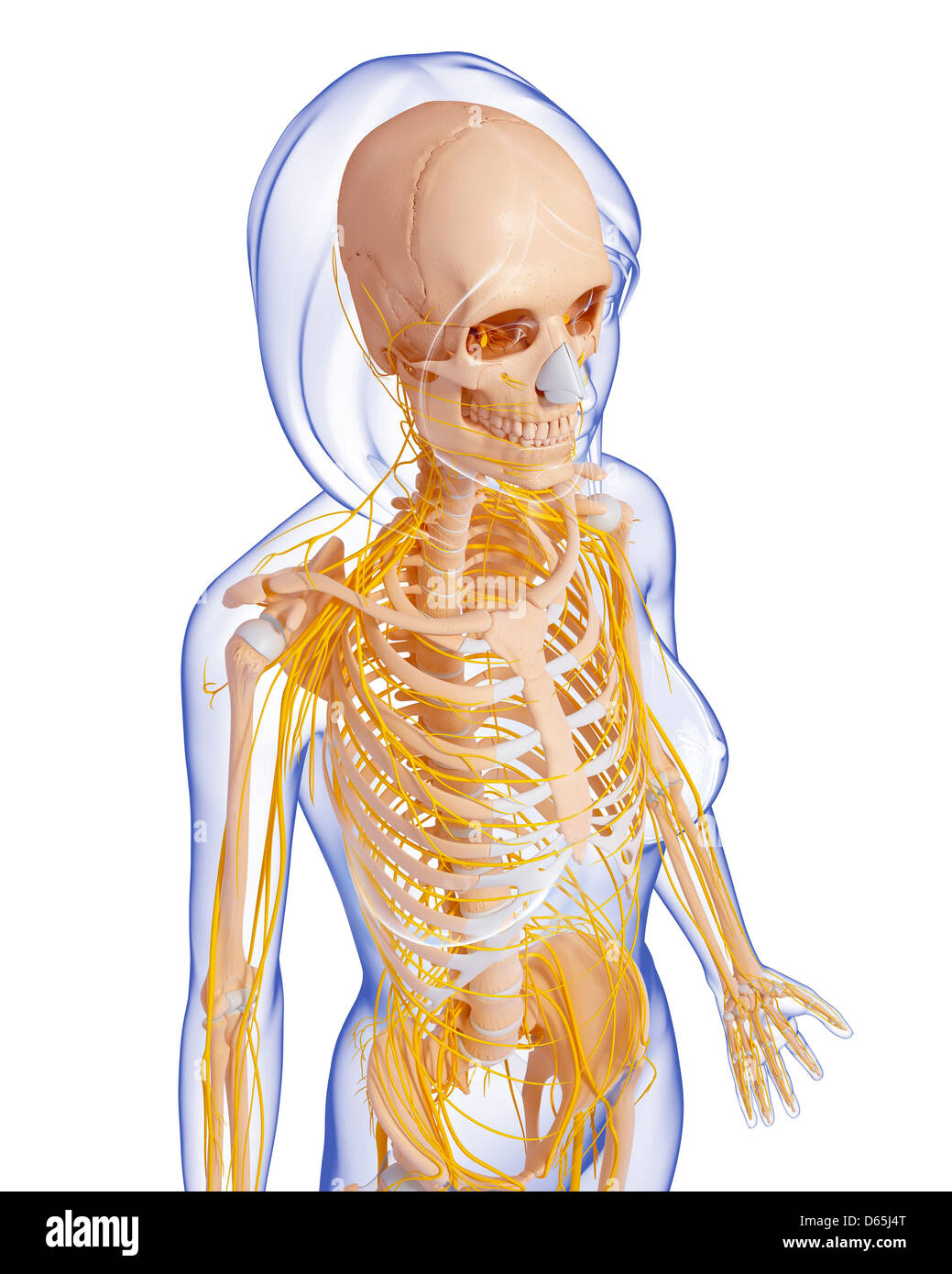 Anatomy female pelvis hi-res stock photography and images - Alamy