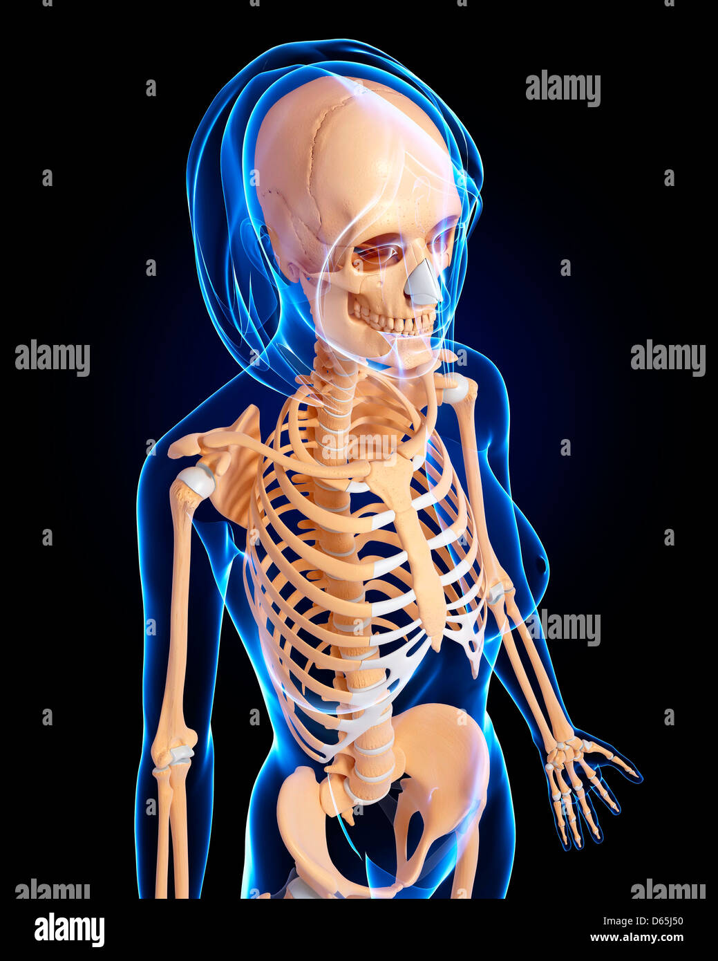 Female skeleton, artwork Stock Photo - Alamy