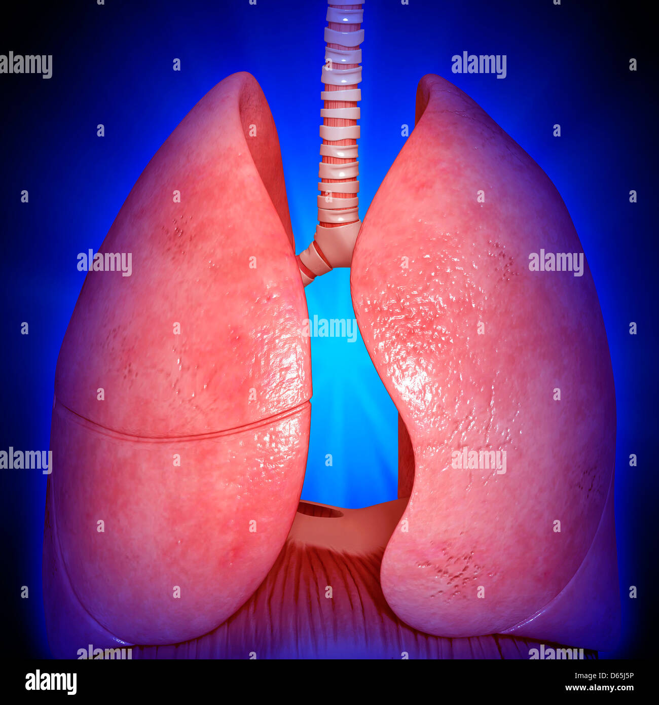 Healthy lungs, artwork Stock Photo - Alamy
