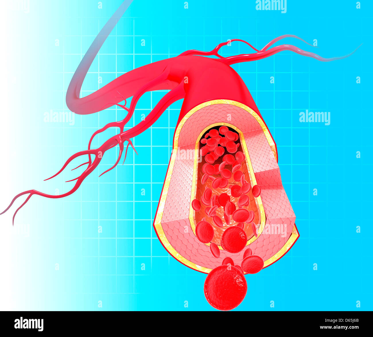 Healthy artery hi-res stock photography and images - Alamy