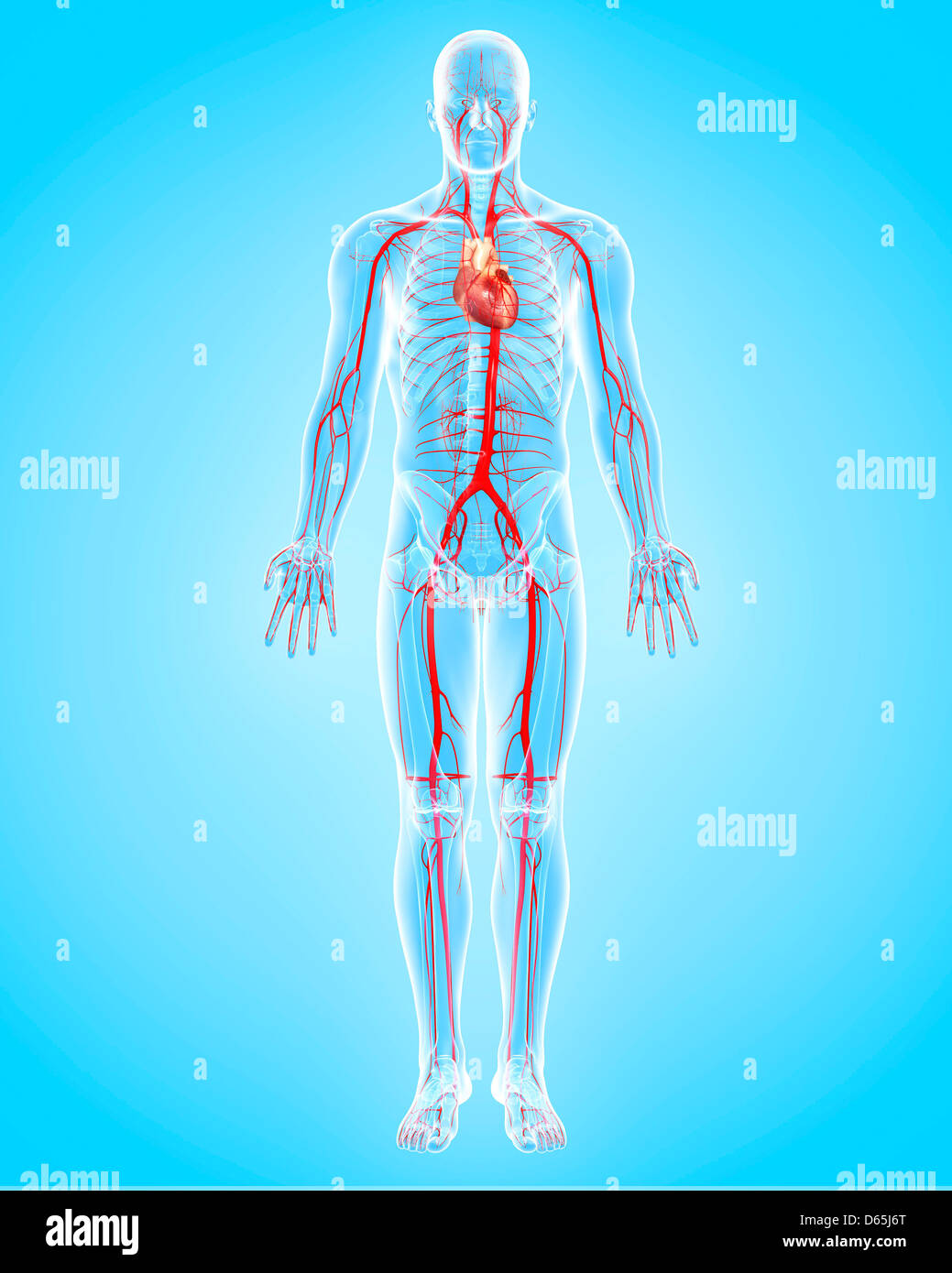 Human arteries, artwork Stock Photo - Alamy