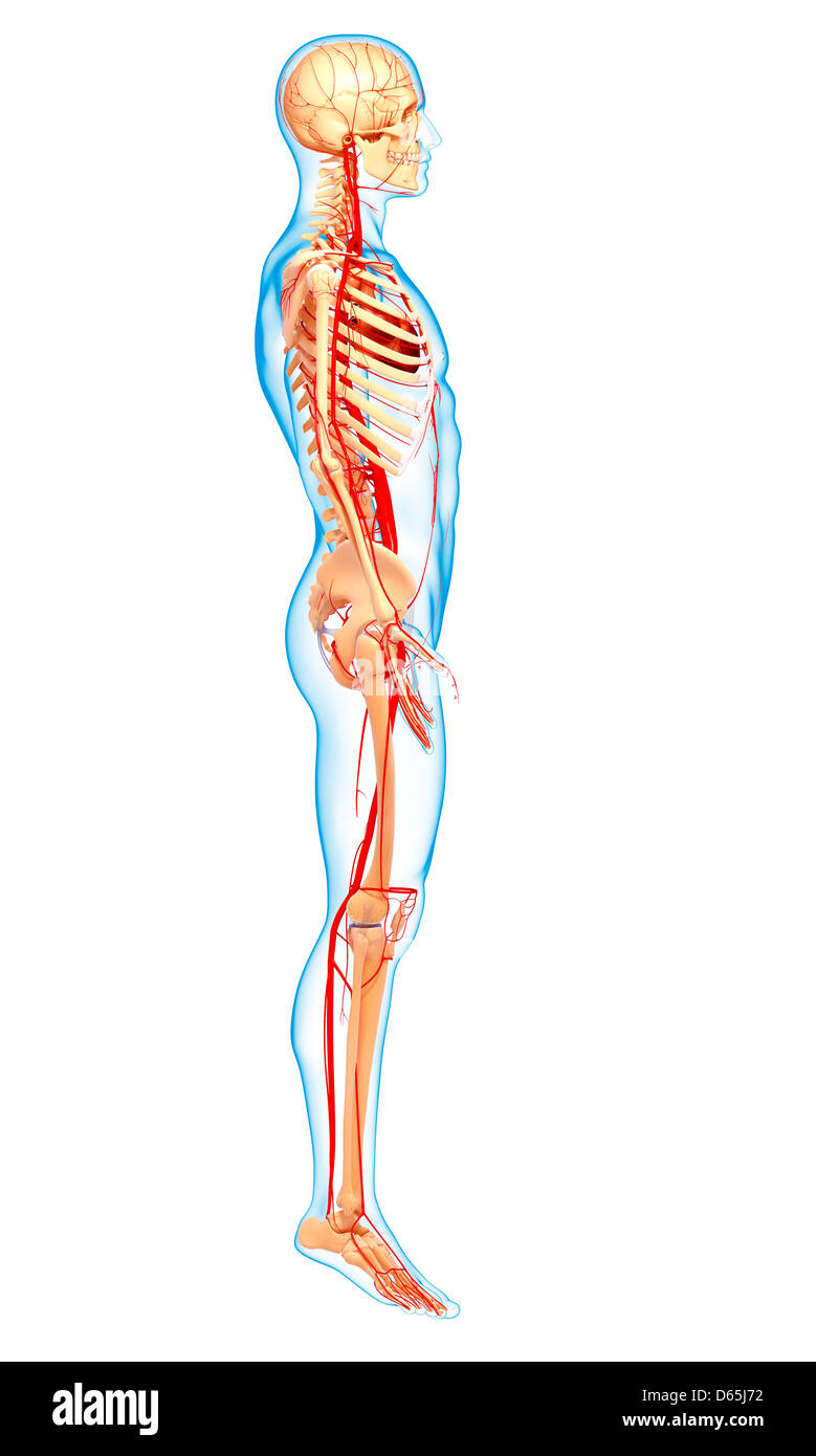 Human heart anatomy side view Cut Out Stock Images & Pictures - Alamy