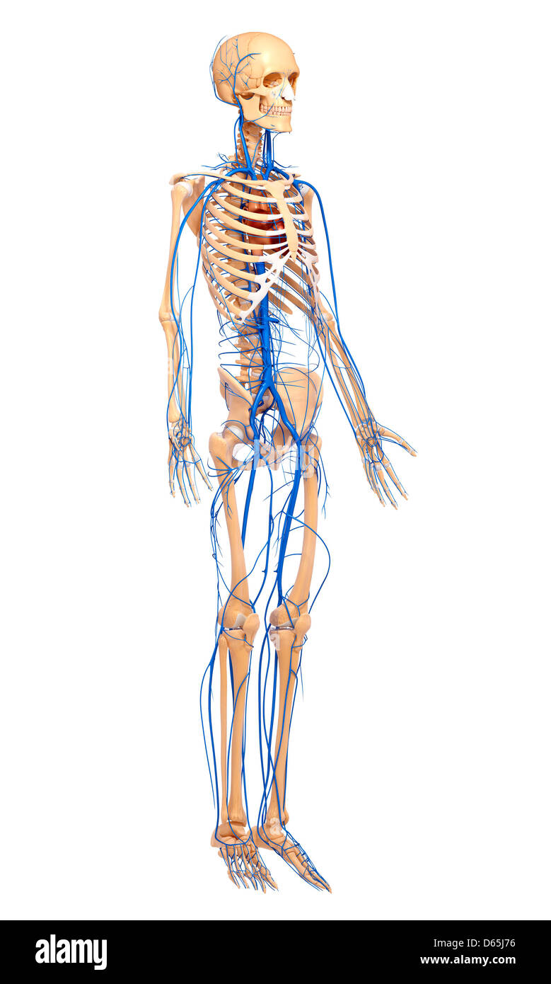 Human veins, artwork Stock Photo - Alamy