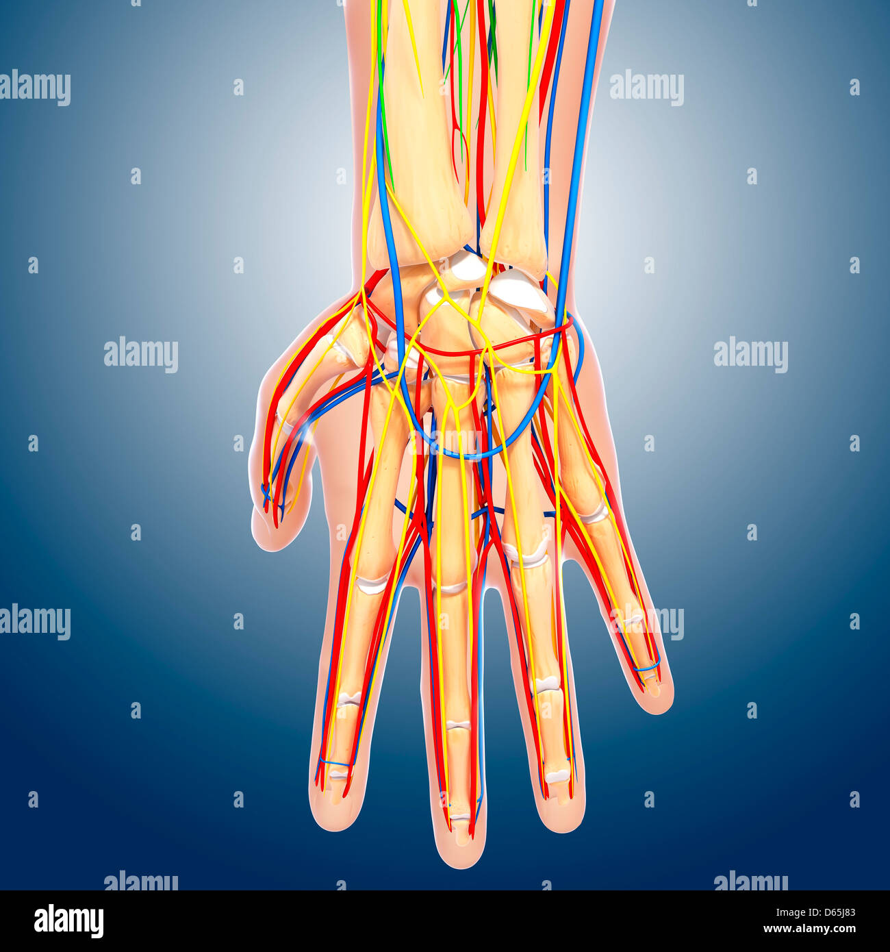 Hand anatomy, artwork Stock Photo - Alamy