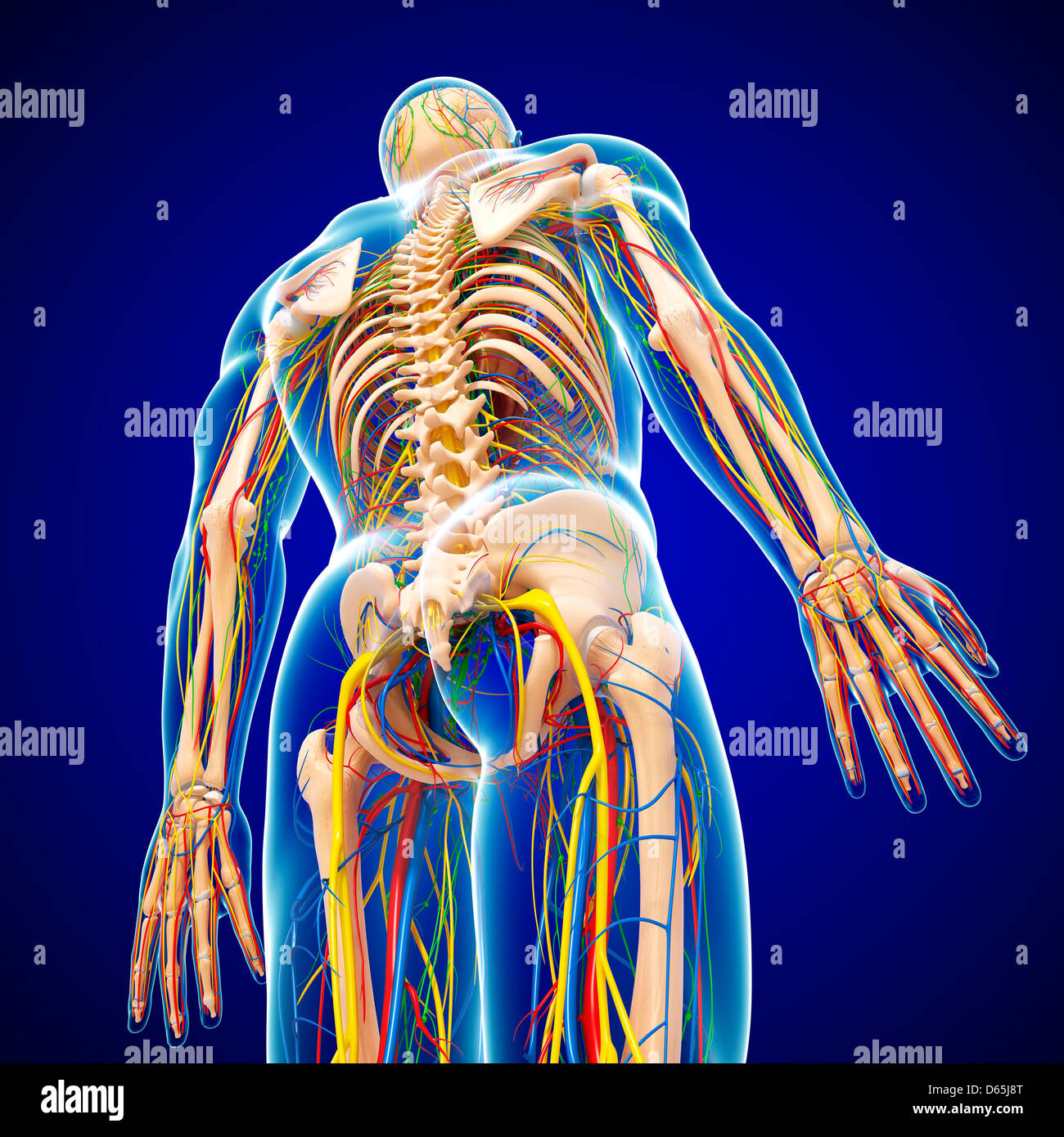 Human anatomy, artwork Stock Photo - Alamy