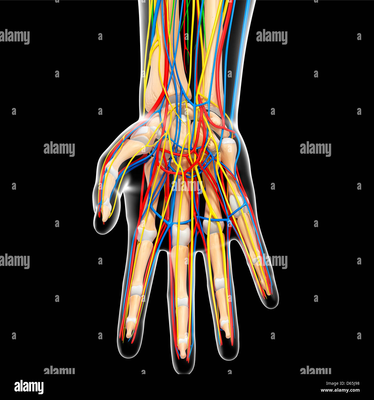 Hand anatomy, artwork Stock Photo - Alamy