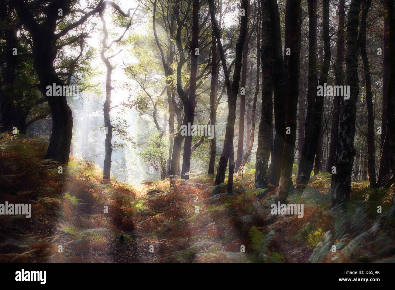 Light shining through trees in New Forest Stock Photo - Alamy