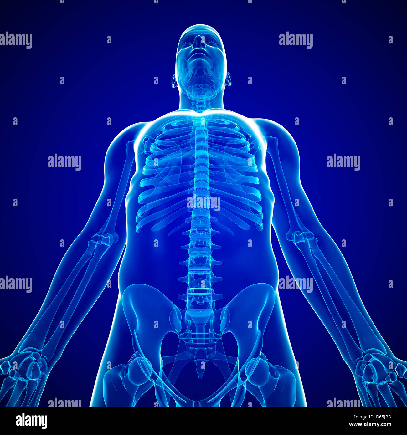 Male skeleton, artwork Stock Photo - Alamy