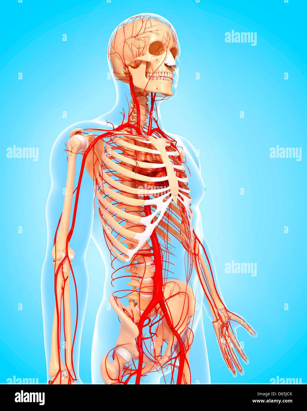 Human arteries, artwork Stock Photo - Alamy