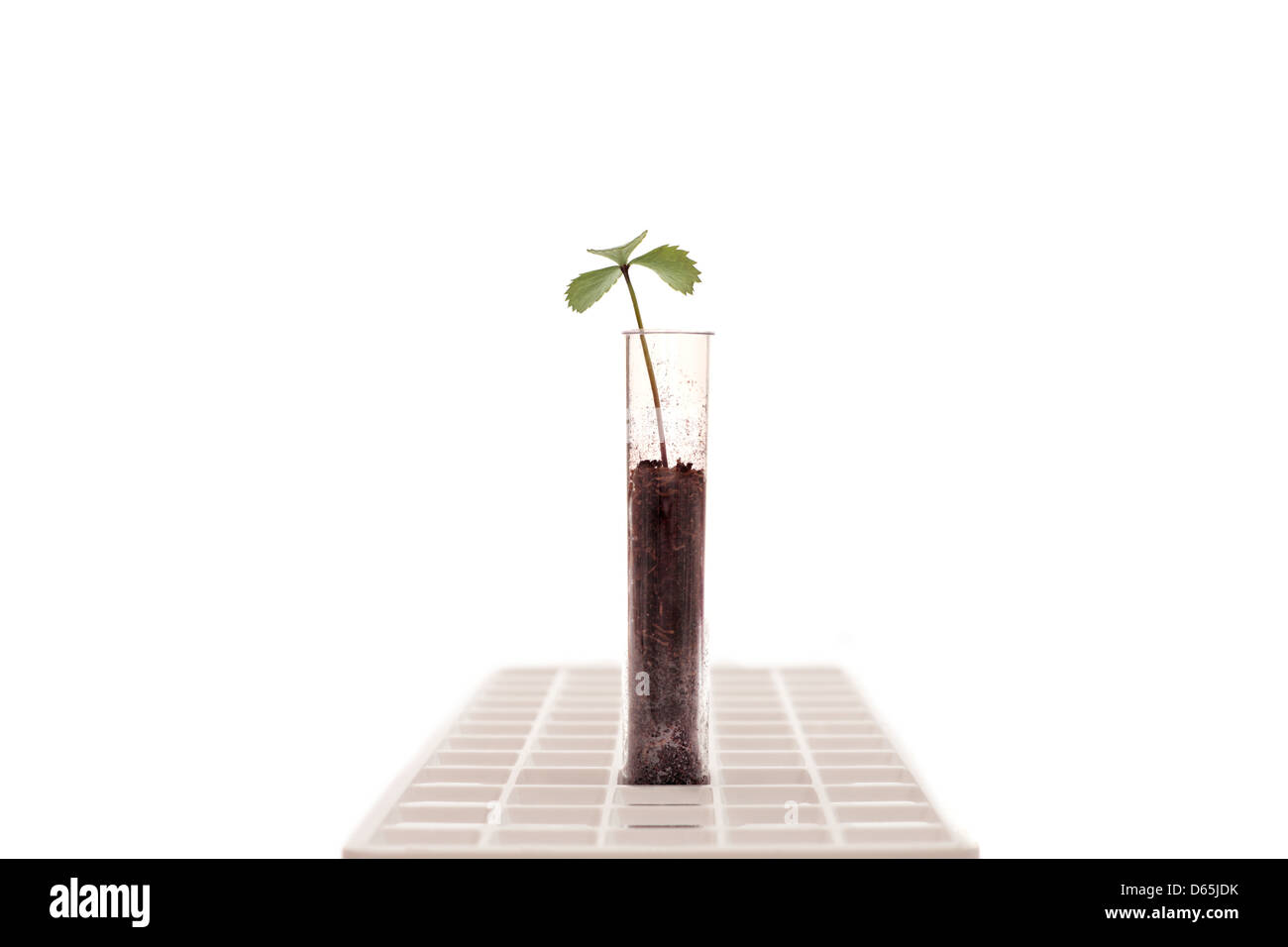 Seedling in a test tube Stock Photo - Alamy